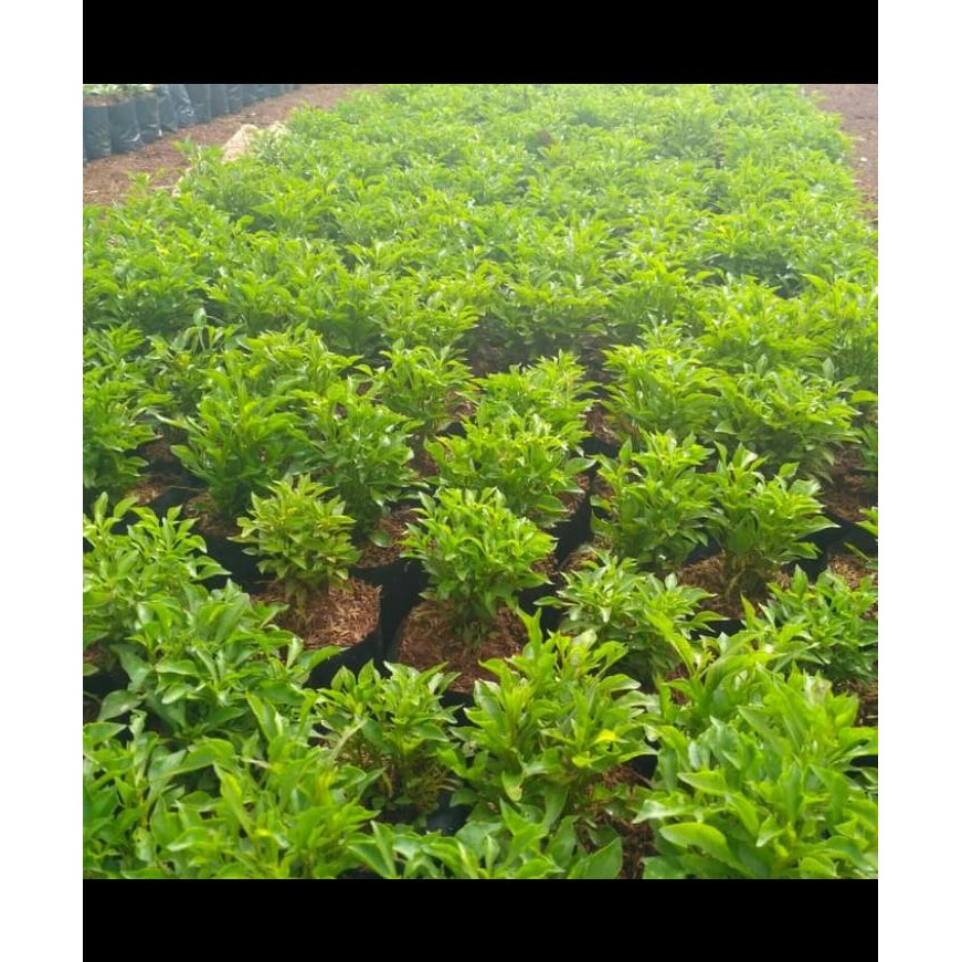 Jual Tanaman Krokot Hijau Tanaman Kerokot Hijau Tanaman Kerokot ...