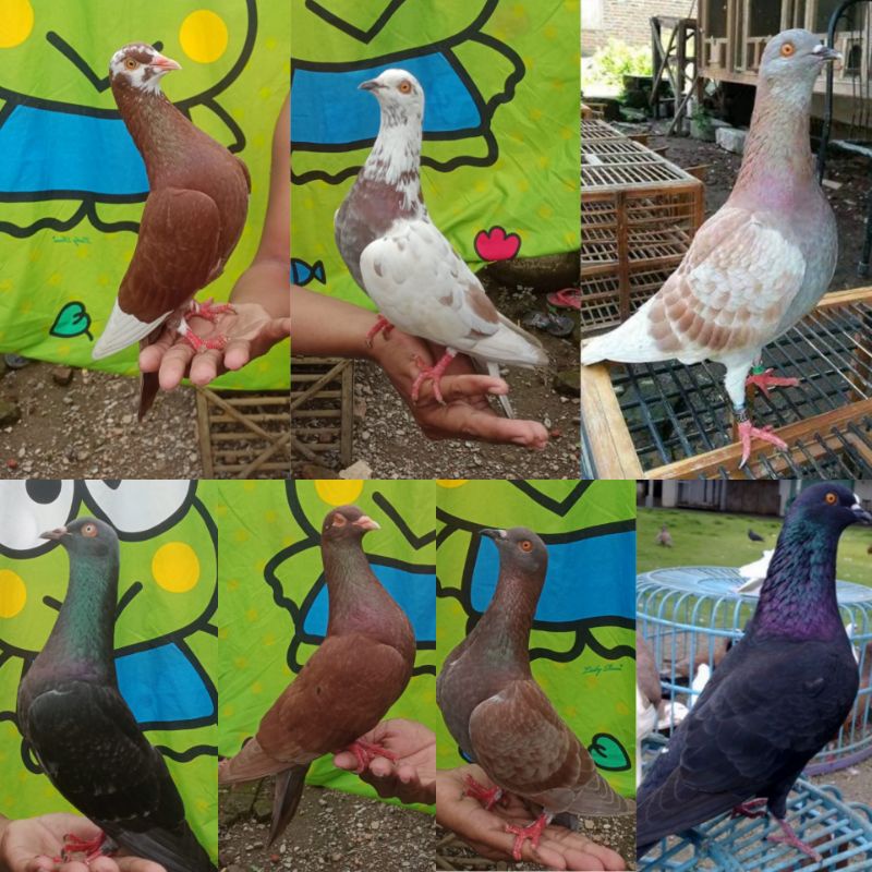 Jual Sepasang Burung Dara/Merpati Kolongan Prospek Giring | Shopee ...