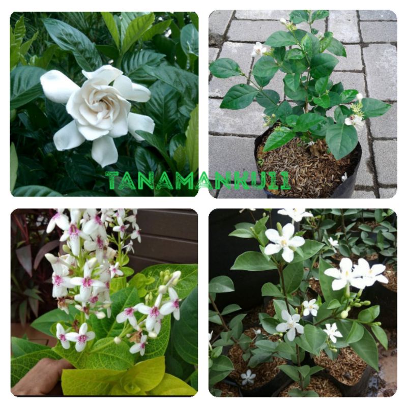 Jual paket 4 tanaman melati wangi kaca piring jepang jasmin | Shopee ...