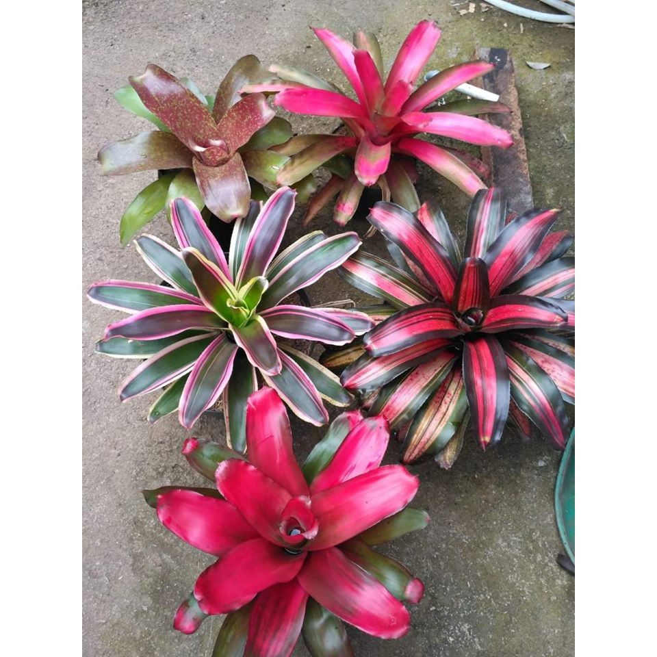 Jual Promo satu Paket Bromelia isi 5 pohon dan bonus 2 pohon Tanaman ...