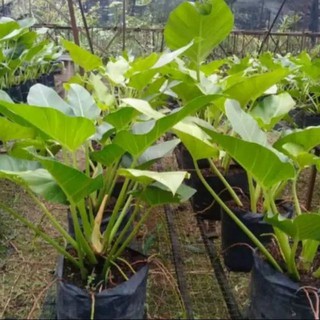 Jual PHILO MARBLE/philodendron GIGANTEUM | Shopee Indonesia