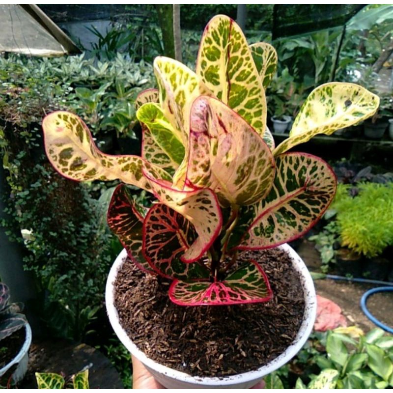 Jual bunga Puring Kirana Hias Tanaman Hidup Outdoor Cantik Segar Murah ...