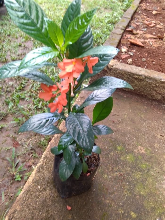 Jual Tanaman hias crossandra / bunga crossandra / pohon crossandra ...