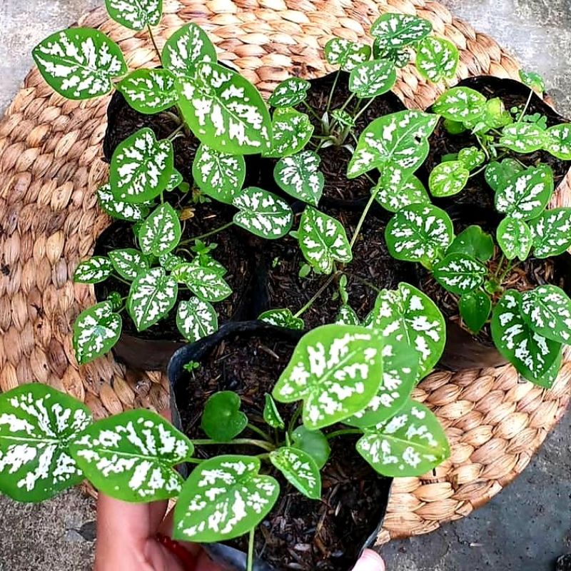 Jual Caladium Liliput / bunga keladi / tanaman hias keladi murah ... Jual Caladium Liliput / bunga keladi / tanaman hias keladi murah ...