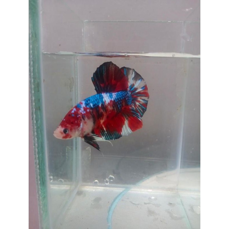 Jual Cupang Koi multi ( BAHANAN) | Shopee Indonesia
