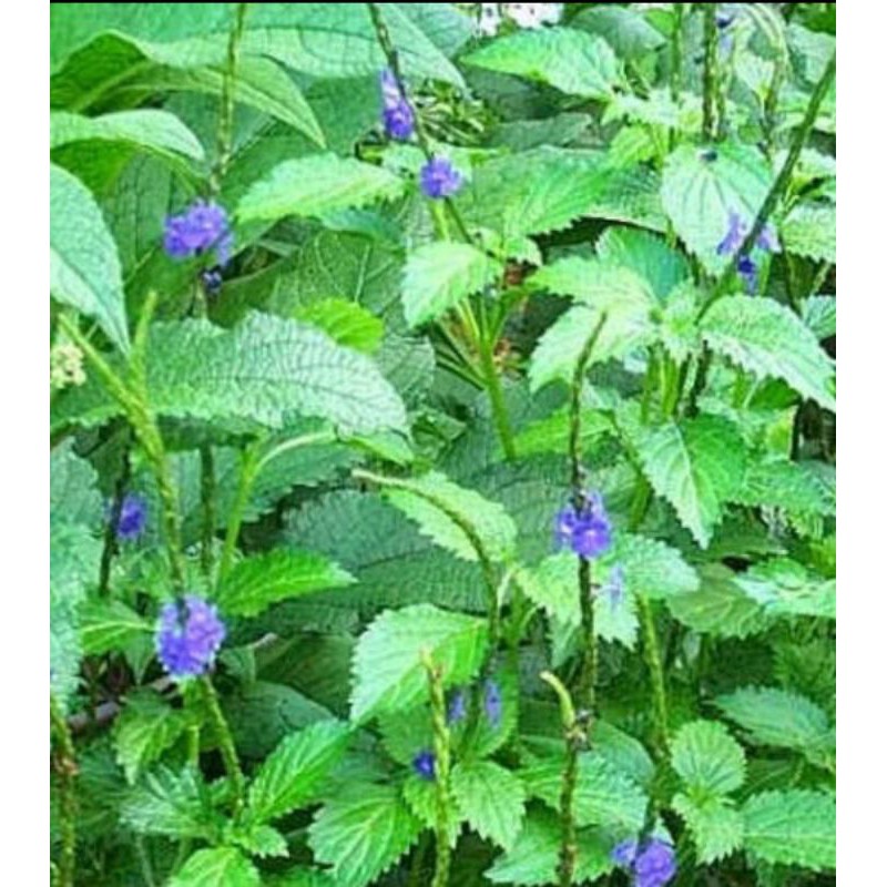 Jual tumbuhan pecut kuda #Stachytarpheta jamaicensis / tanaman herbal ...