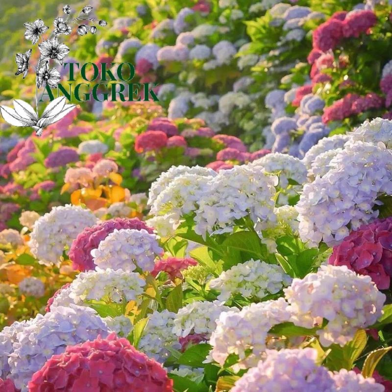 Jual Bibit Tanaman Bunga Pancawarna - Ada 6 varian warna | Shopee Indonesia