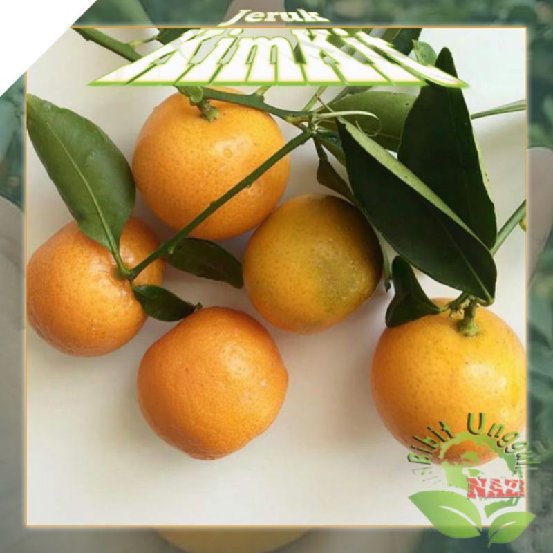 Jual Bibit buah JERUK KIMKIT atau Kingkit bisa Tanam dalam pot ...