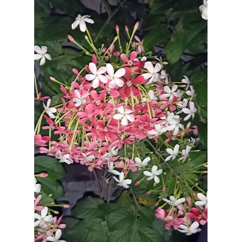 Jual Tanaman Hias merambat Melati Belanda | Shopee Indonesia