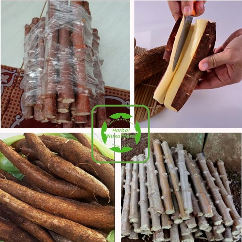 Jual Paket Murah 10 Bibit benih stek tanaman singkong varietas unggul ...