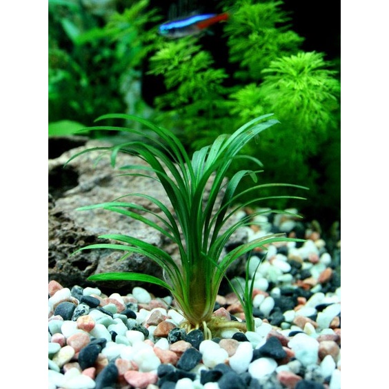 Jual Tanaman Aquascape - Ophiopogon Japonicus (Mondo Grass - 'Kyoto ...