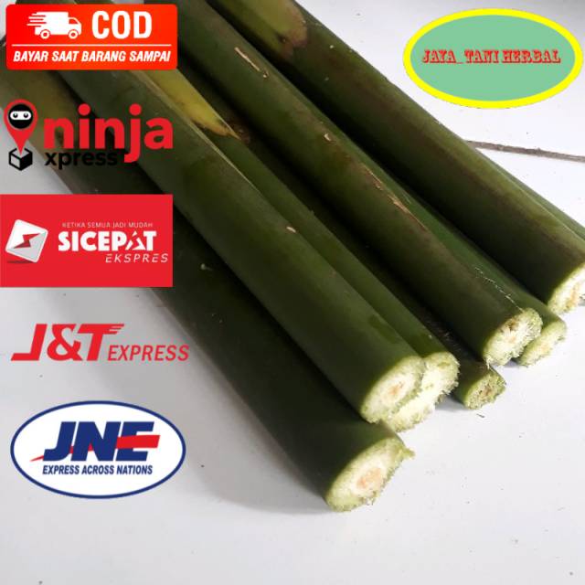Jual Batang pohon kecombrang segar 1kg pohon honje combrang siap ambil ...