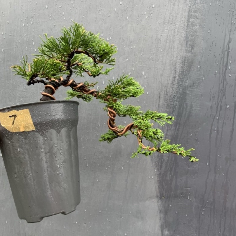 Jual Cemara Blue Chinensis semi cascade termasuk pot | Shopee Indonesia