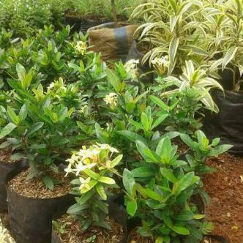 Jual Tanaman Asoka kuning / Bunga Asoka kuning | Shopee Indonesia Jual Tanaman Asoka kuning / Bunga Asoka kuning | Shopee Indonesia