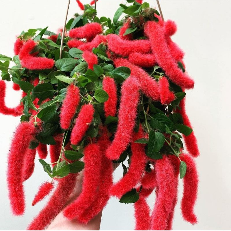 Jual tanaman ekor kucing bunga gantung /acalypha indica /acalypha ...