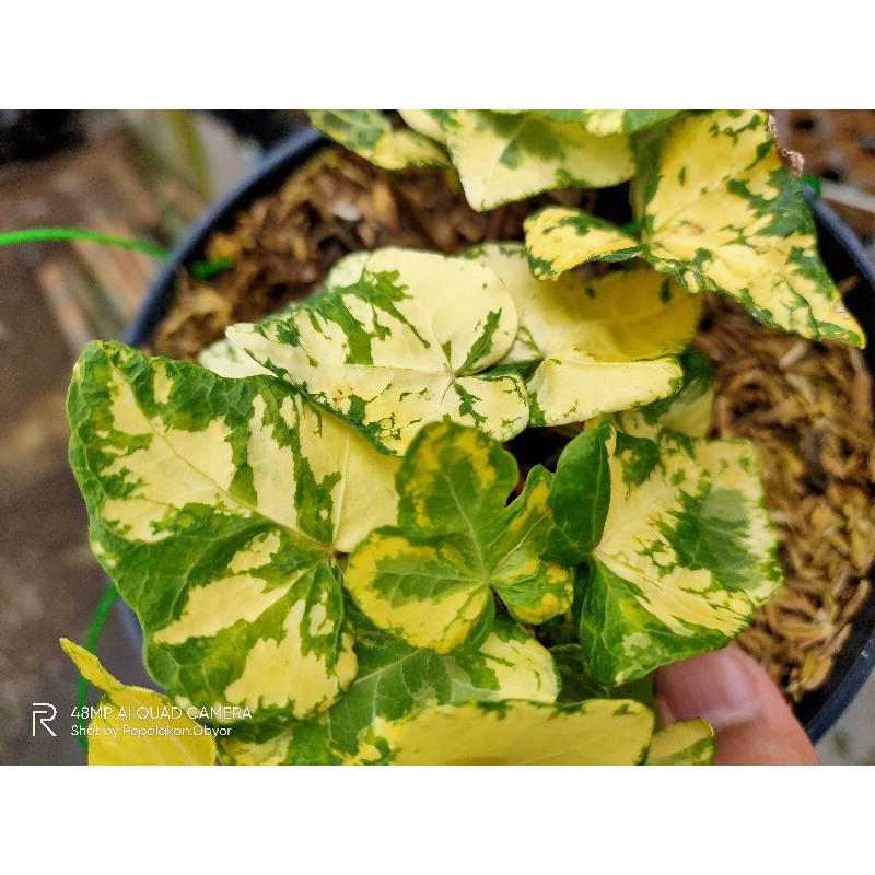 Jual Tanaman hias gantung IVY Variegata Kuning RIMBUN/ Hedera helix ...