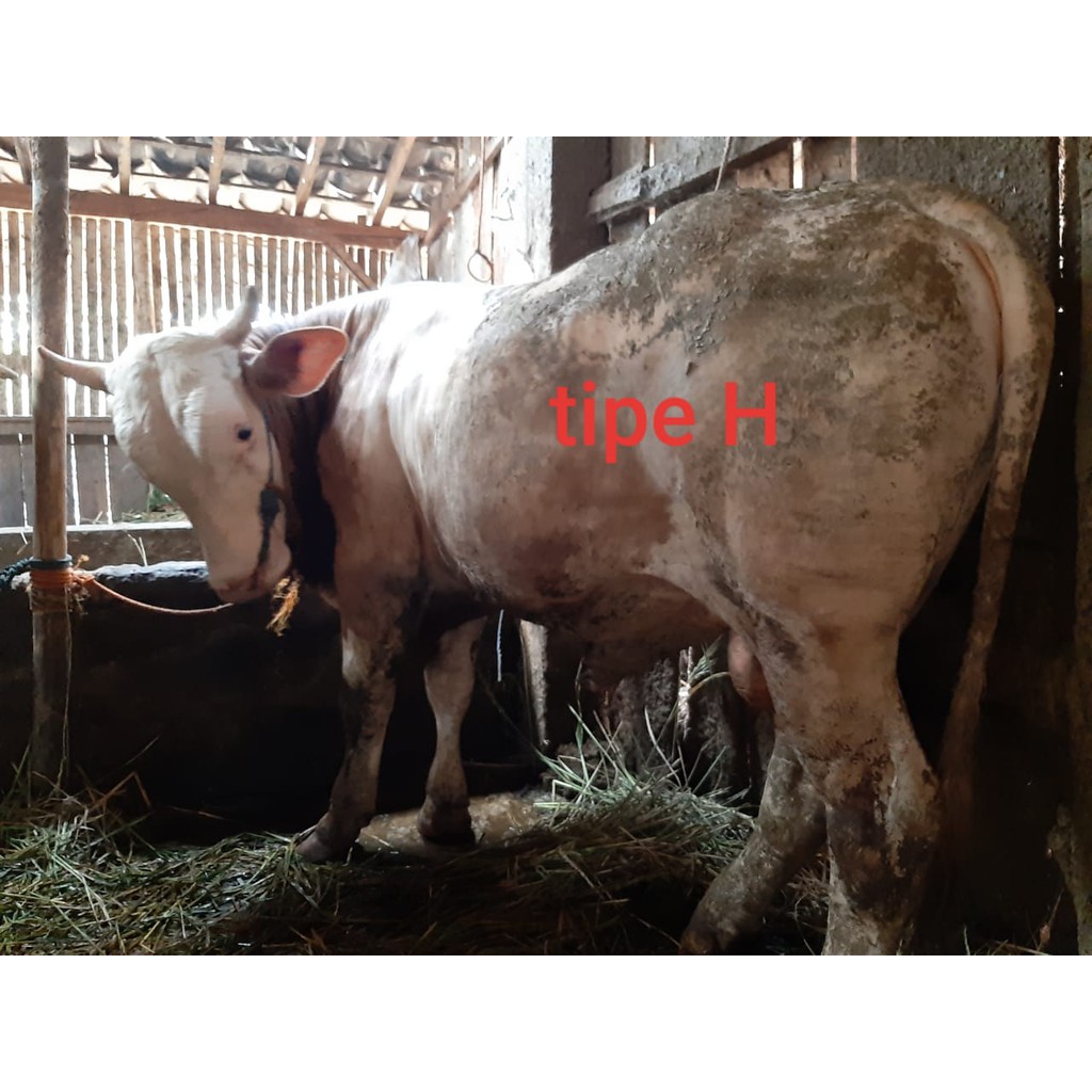 Jual Sapi Kurban Tipe H Bobot 500 550 Kg Hewan Qurban 2020 Gratis ...