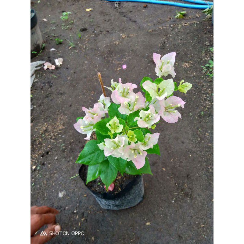 Jual Tanaman Hias Bougenvile Bengawan Solo Shopee Indonesia