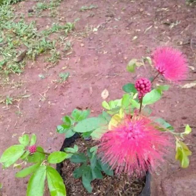 Jual Tanaman hias bunga kaliandra - pohon kaliandra - tanaman hias ...