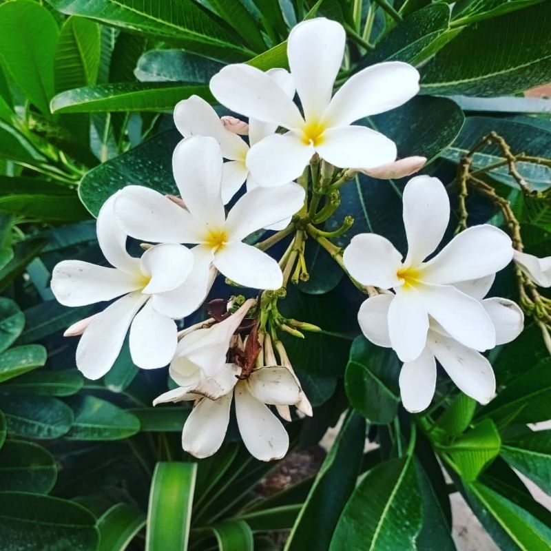 Jual Bunga kamboja putih/white sun/plumeria obtusa/bibit stek kamboja ...