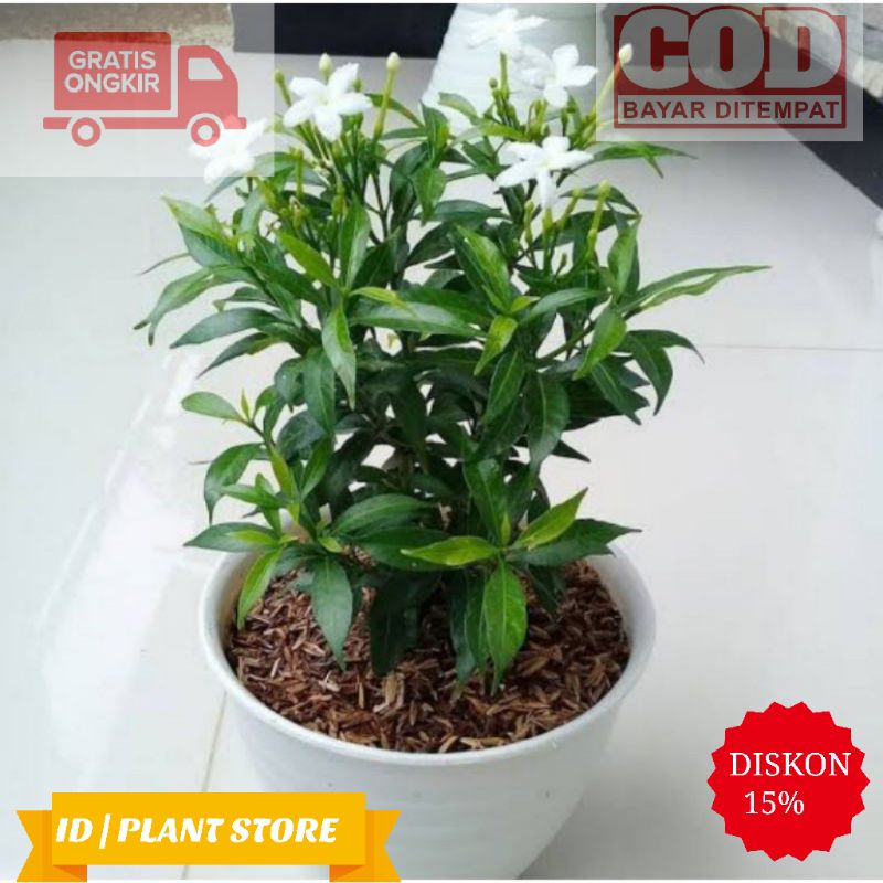 Jual Tanaman hias rembosa mini putih-pohon rembosa bunga putih-tanaman ...