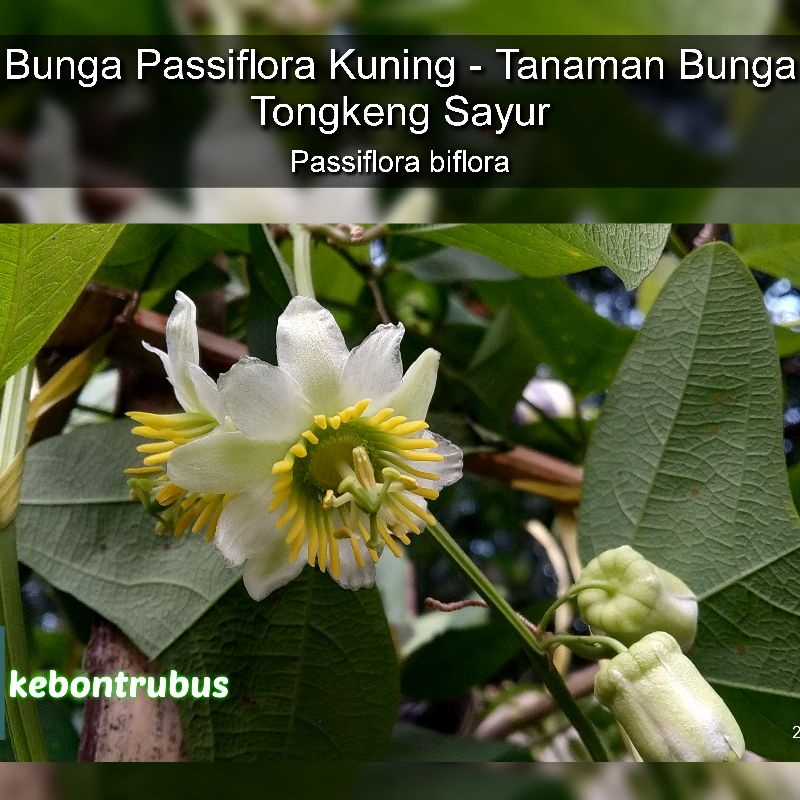 Jual Tanaman Hias Bunga Passiflora Biflora Bunga Passiflora Kuning