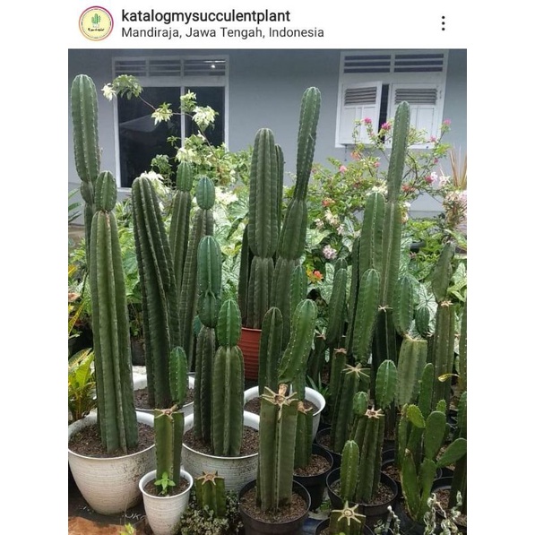 Jual Tanaman Hias bunga kaktus Koboi \ kaktus lilin cantik untuk ruangan | Shopee Indonesia