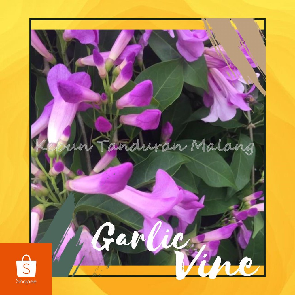 Jual Tanaman Hias Rambat stefenot bunga stefanot ungu / Garlic Vine ...