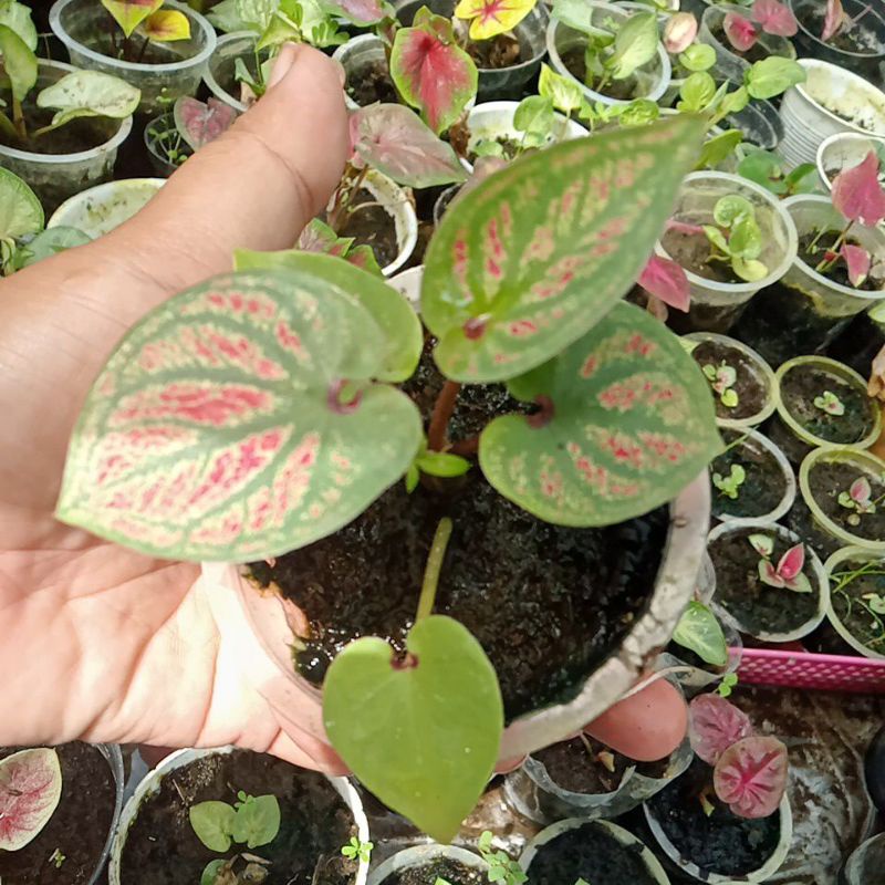 Jual Keladi Mascota Redstone ssesuai foto | Shopee Indonesia