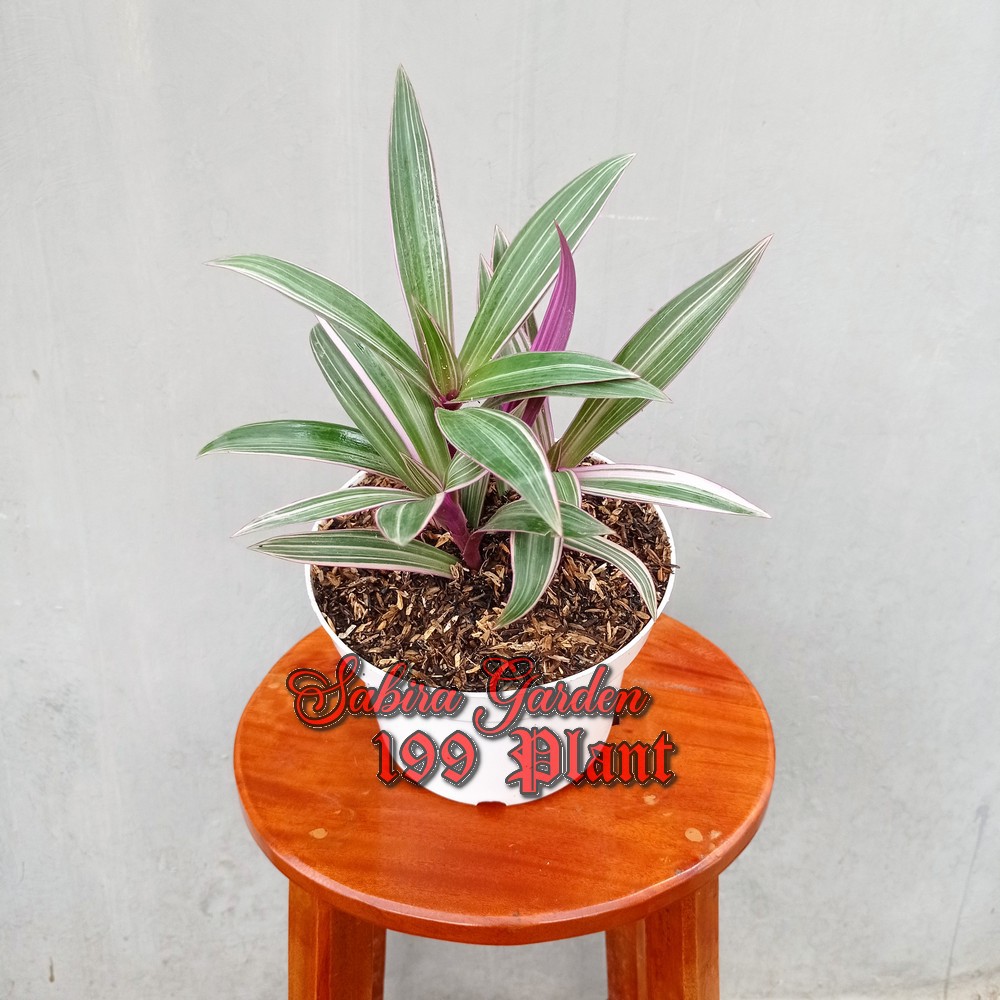Jual TANAMAN HIAS Adam hawa (rhoeo discolor) | Shopee Indonesia