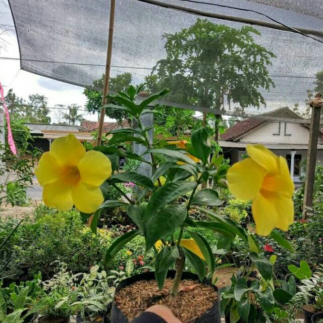Jual Bibit tanaman alamanda kuning- tanaman rambat alamanda cathartica ...