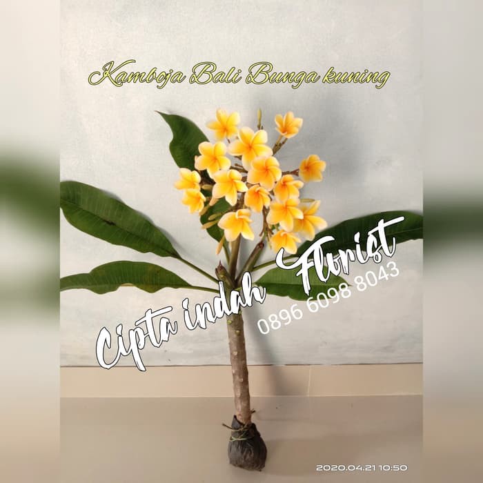 Jual Bibit Kamboja Bali Bunga kuning | Tanaman Kamboja Bali kuning ... Jual Bibit Kamboja Bali Bunga kuning | Tanaman Kamboja Bali kuning ...