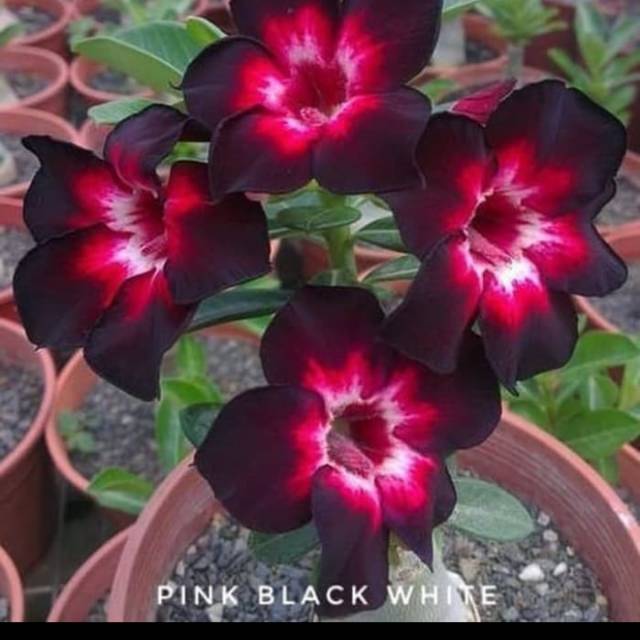 28+ Gambar Bunga Kamboja Pot yang Wajib Disimak! - Informasi Seputar ...