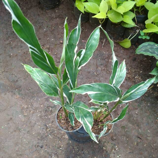 Jual Tanaman hias honje variegata - onje parigata - varigata | Shopee ...