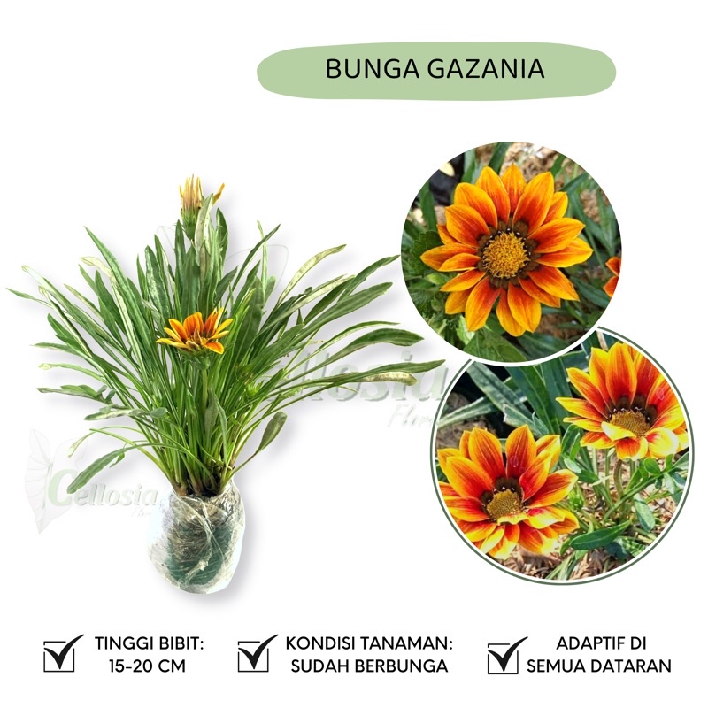 Jual Tanaman Hias Bunga Matahari Mini Gazania Berbunga Terus Menerus ...
