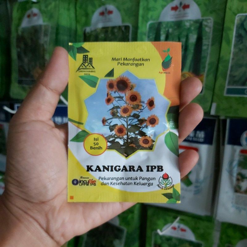 Jual Benih Bunga Matahari KANIGARA IPB isi 50 Biji | Shopee Indonesia