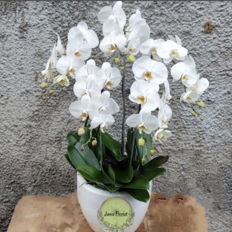 Jual Bunga Anggrek Bulan Putih (5 Tangkain & Pot) | Shopee Indonesia