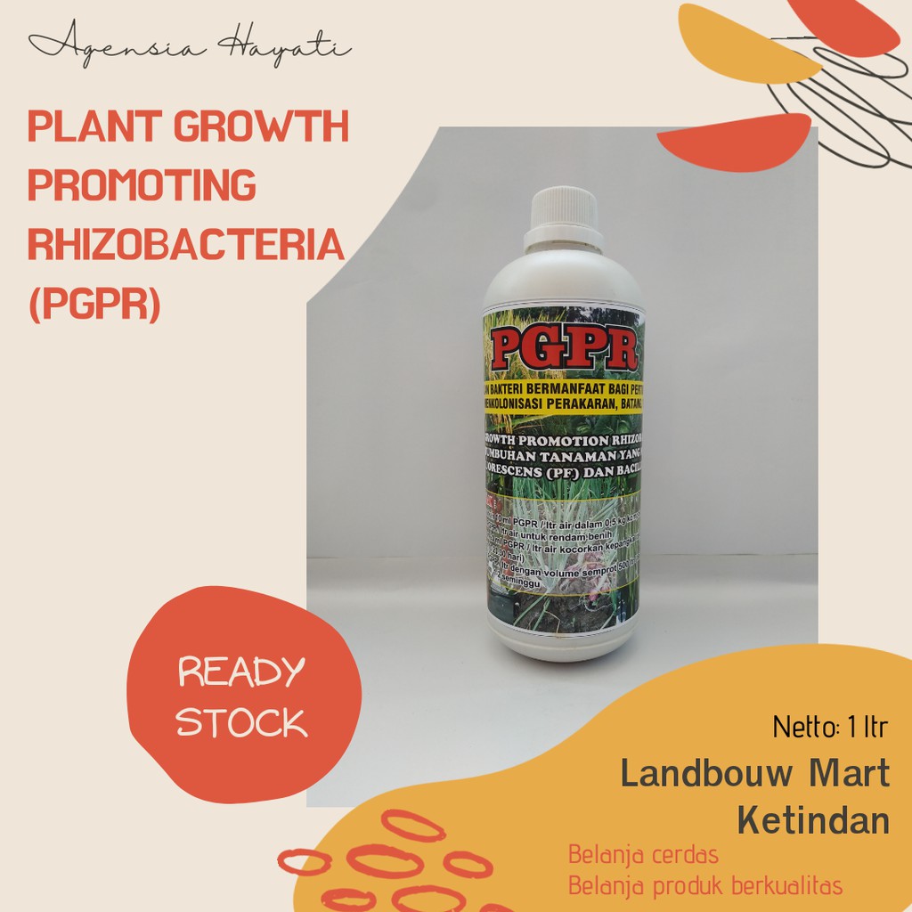 Jual PGPR - Plant Growth Promoting Rhizobacteria | Shopee Indonesia