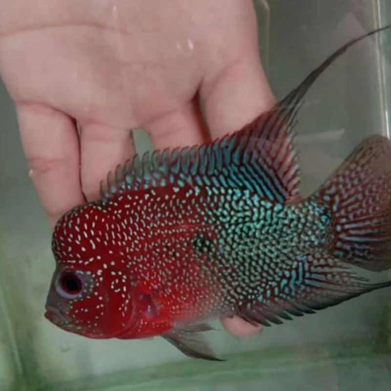 BELI 4 IKAN LOHAN SUPER RED DRAGON GRATIS IKAN CUPANG( ukuran 4cm-5cm ...