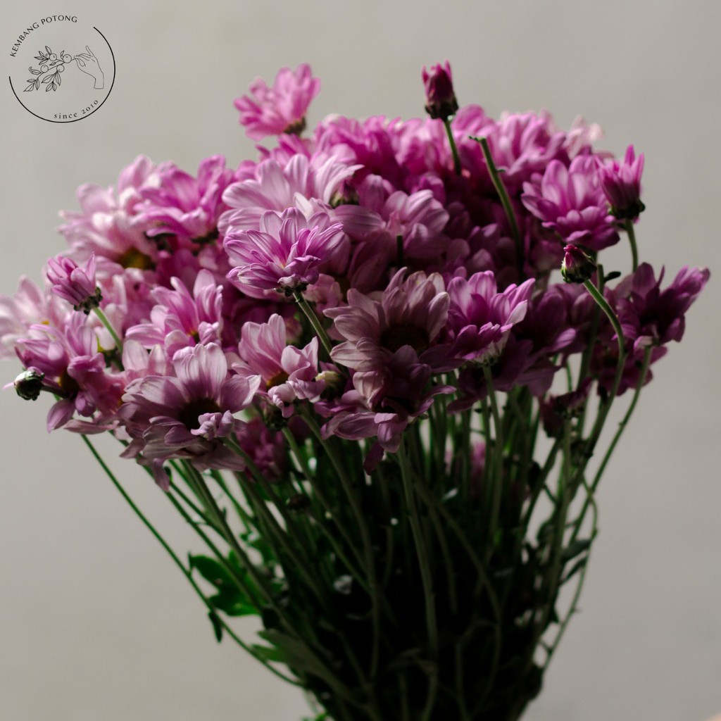 Jual bunga ASTER potong per-IKAT warna UNGU SEGAR(1Ikat isi 10 Tangkai ...