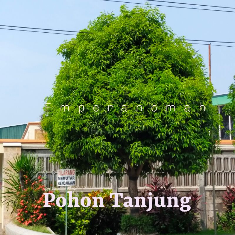 Jual Bibit Kayu Tanjung Bibit Tanaman Pohon Tanjung Atau Bunga Tanjung ...