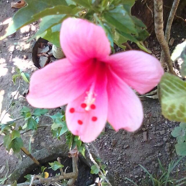 34+ Gambar Bunga Sepatu Pink yang Lagi Ngetrend - Informasi Seputar ...