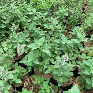 Jual Bibit Tanaman Catnip / Catmint (Nepeta cataria) | Shopee Indonesia