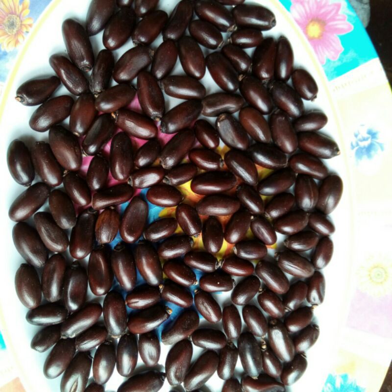 Jual Biji kepuh / Kelumpang / Sterculia foetida (250gr) | Shopee Indonesia