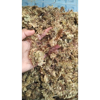 Jual Rumput Kebar Papua Original 25 Gr | Shopee Indonesia
