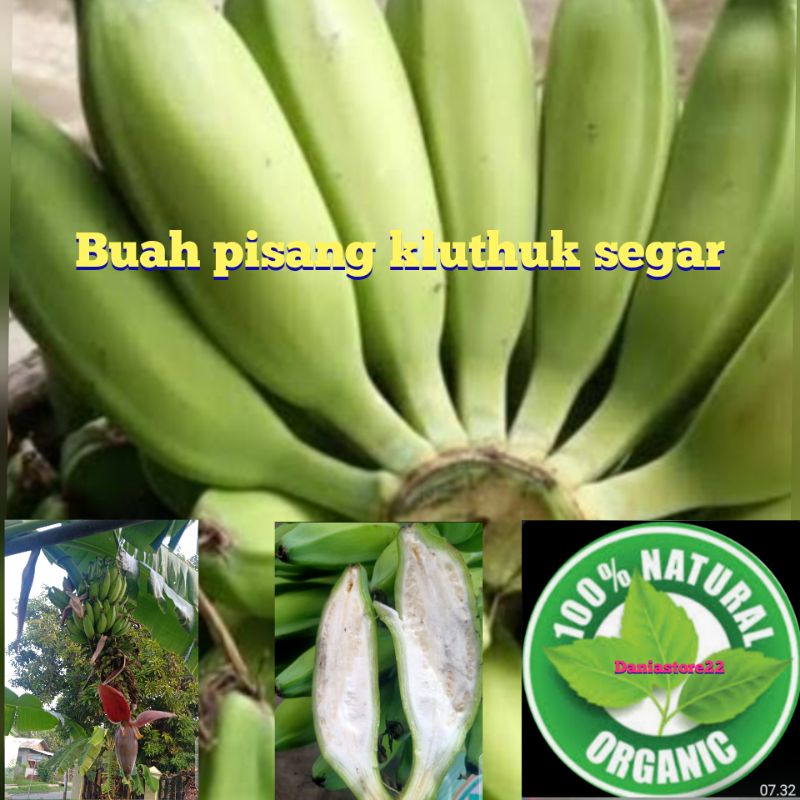 Jual Buah pisang kluthuk segar 1 kg | Shopee Indonesia