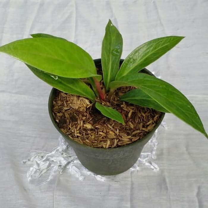 Jual Tanaman Anthurium Jemani Tanduk Pupus Hijau | Shopee Indonesia