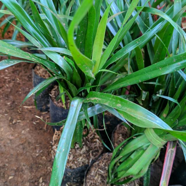 Jual Tanaman hias Suji belut -pohon Suji belut | Shopee Indonesia