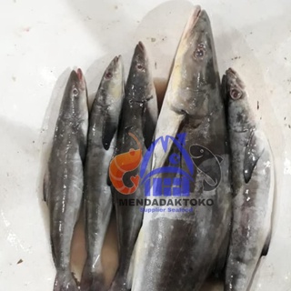 Jual Ikan gabus laut / ikan kobia segar | ikan laut segar | seafood ...
