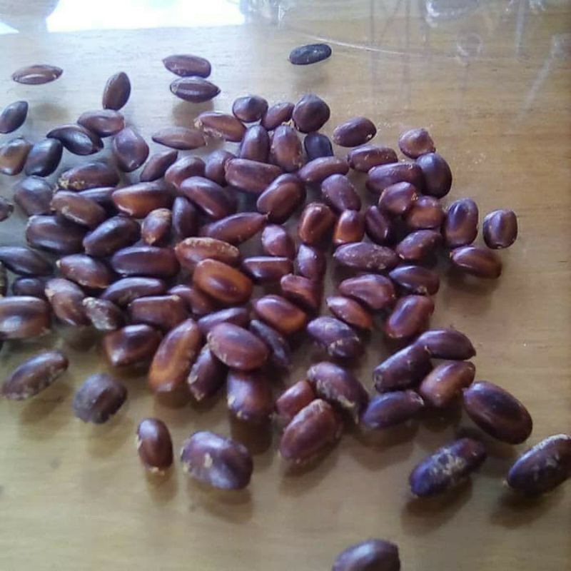 Jual 35 biji benih tanaman trembesi / ki hujan / munggur / klinthoh ...